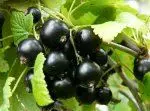 Ribes nero