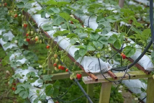 Growing strawberries in Dutch technology