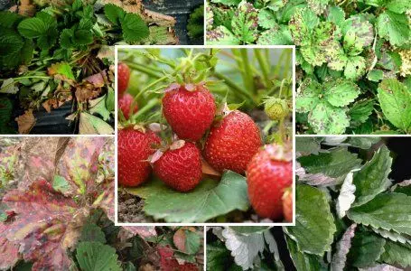 Strawberry groeiende technology yn Teplice it heule jier rûn 5560_19