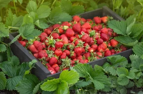 Griplice的草莓生長技術全年 5560_8