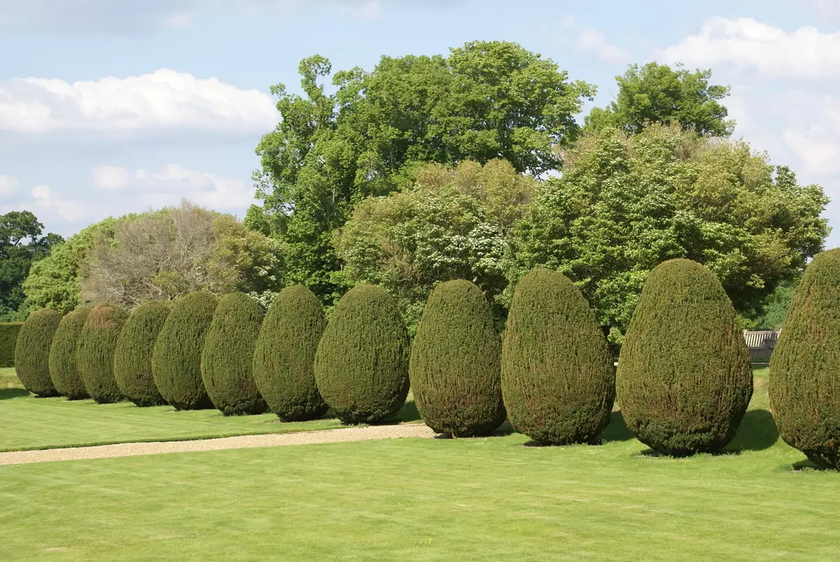 Tiis topiary