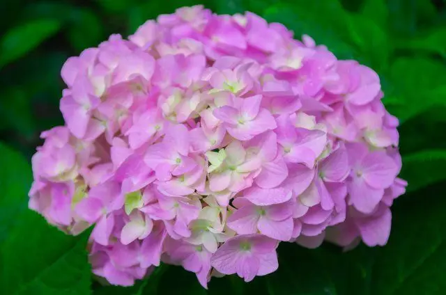 Hortensia.