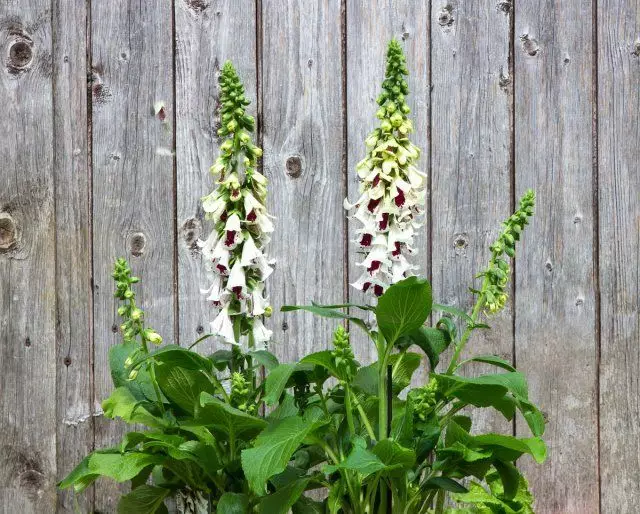 Digitalis.