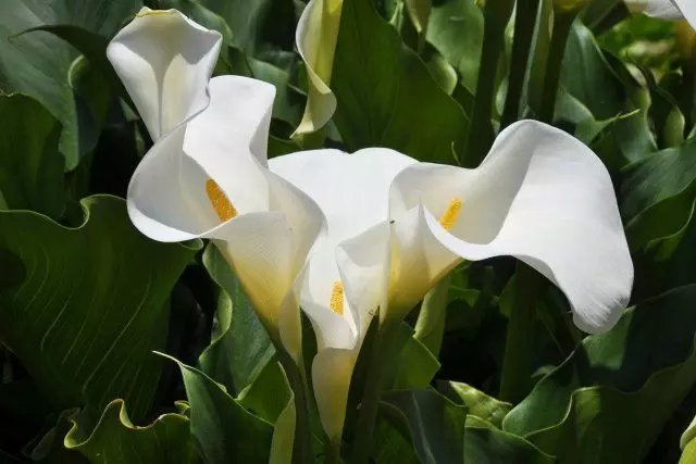 Calla yera