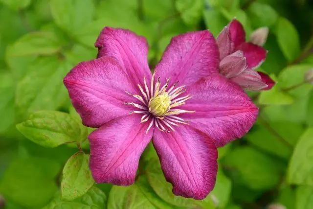 Clematis