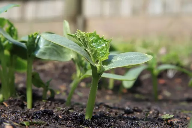 Cirecalink na seedlings