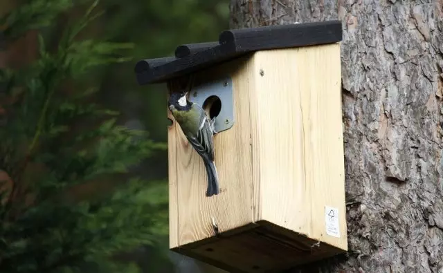 Birdhouse í garðinum