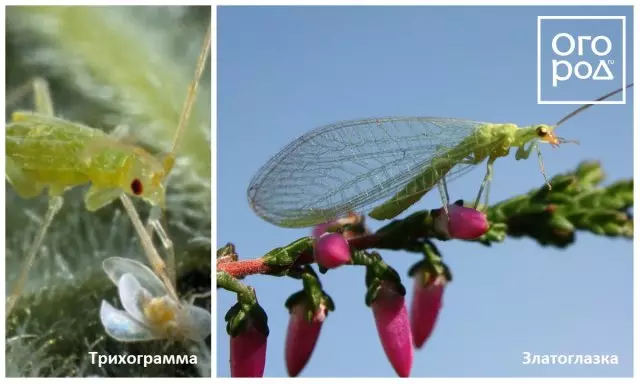 কীট Entomophages.