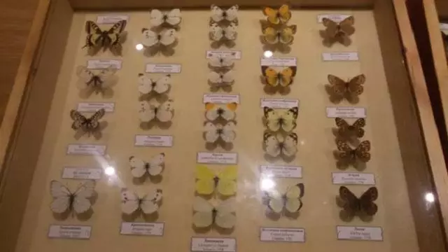 Koleksyon sa mga butterflies