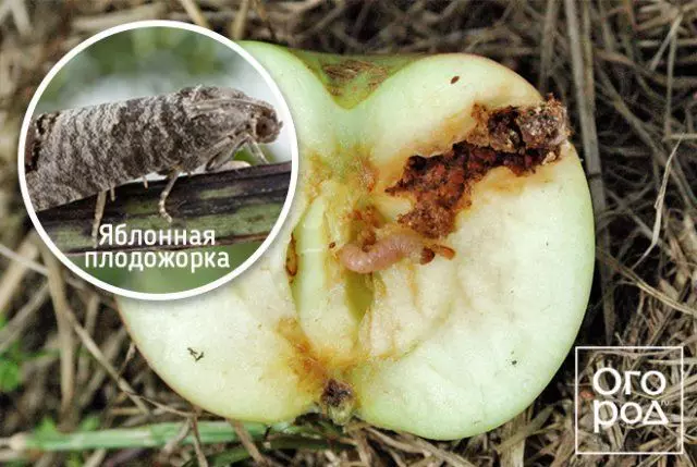 Apple Tree Fruit