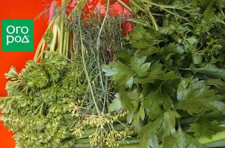 Bagaimana untuk menanam sayur-sayuran tanpa nitrat di negara ini 5598_10