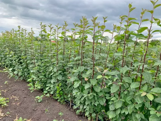 Ang kanyang berry plantation.