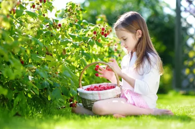 Leuk lyts famke dat frisse bessen piket op organyske raspberry-pleats op waarme en sinnige simmerdei. Bern rispinge yn in tún.