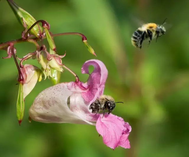 Bumblebees σε ένα λουλούδι