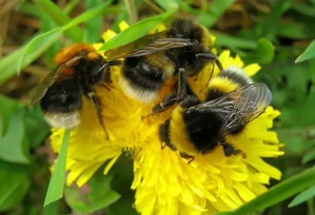 Bumblebees mengumpulkan nektar