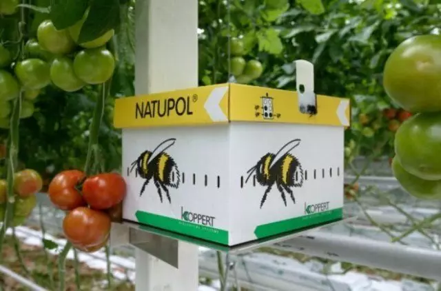 Κουτί με bumblebees