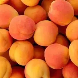 Apricot হার্ডি