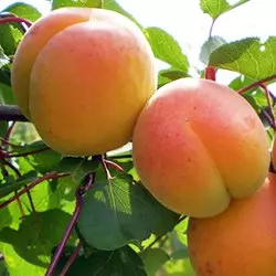 Apricot Melitopol প্রাথমিকভাবে