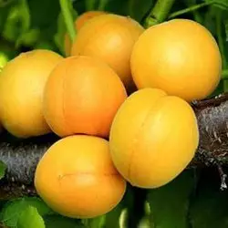 Apricot mahe a linotsi