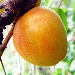 Apricot উত্তর triumph.