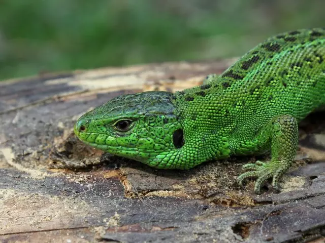 I-lizards kwi-dacha yelizwe