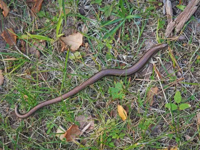 I-lizards kwi-dacha yelizwe