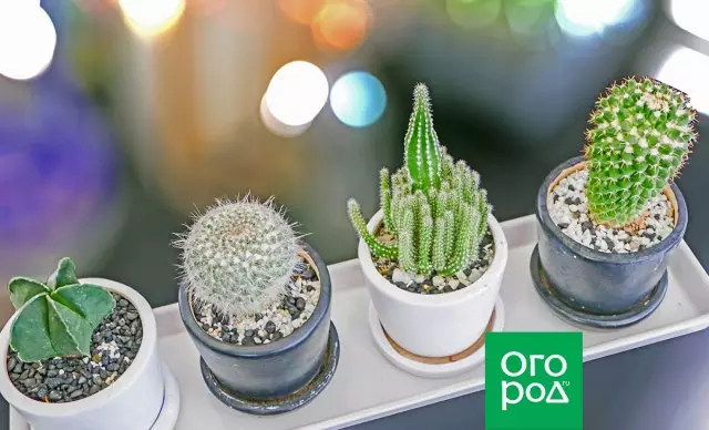 Cacti Collection: วิธีการเริ่มต้นและไม่แพ้ 5625_5