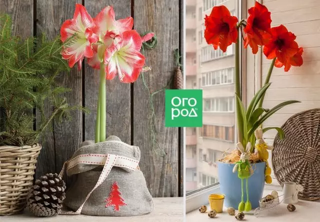 Amarillis and Hippeastrum