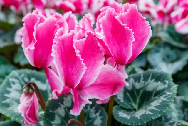 Cyclamen