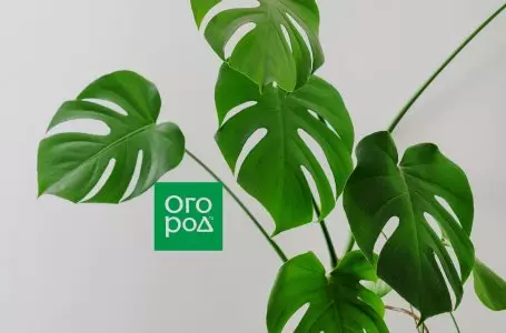 10 spectacular indoor plants that do not require complex care 5630_6