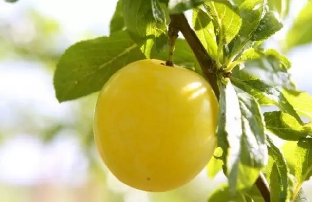 The best varieties of yellow plum (for the Moscow region and not only)