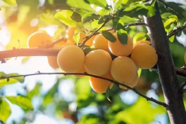 The best grades of yellow plum (for the Moscow region and not only) Tatar yellow