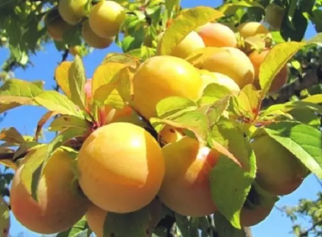 Best grades of yellow plum (for the Moscow region and not only) Yellow ball
