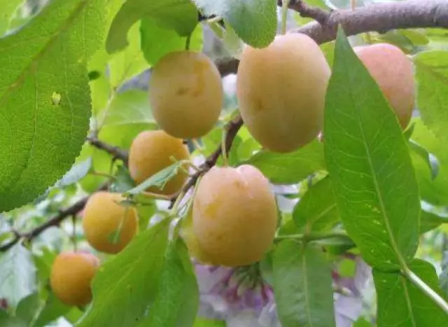 The best varieties of yellow plum (for the Moscow region and not only) Morning