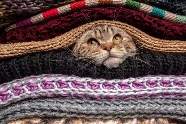 Macska HID egy takarón