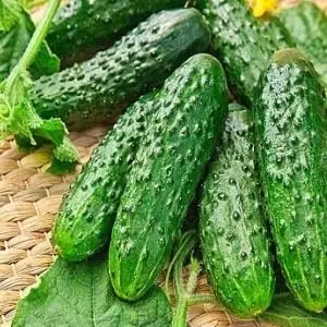 Cucumbers RODNA.