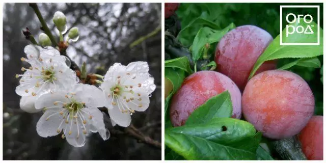 Ալչայի հիբրիդ