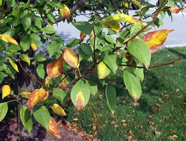 Apple Tree ferlit mei tekens fan kalium- en stikstof tekoart