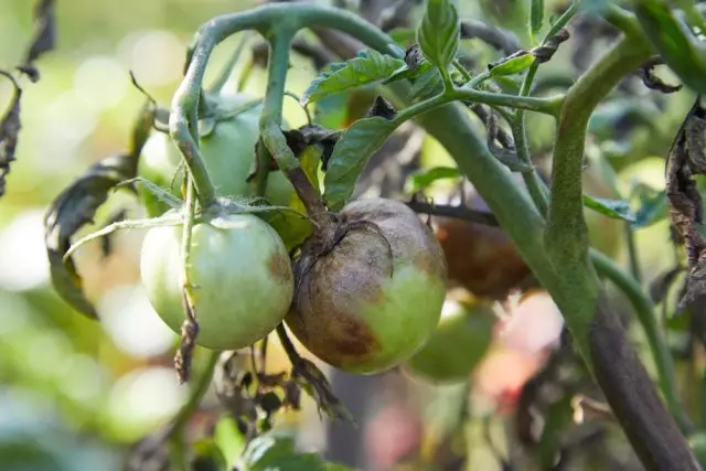 Sykten Tomatov