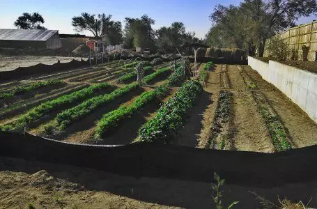 Аңызға айналған бағбандар: заманауи ауылшаруашылықты құрған 15 адам 5718_17