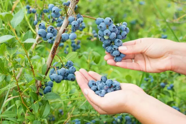 Blueberry Collection.