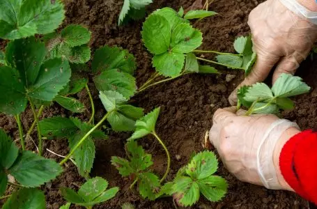 30 fall som behöver göras i juli i trädgården, trädgård och blomma säng 5735_12