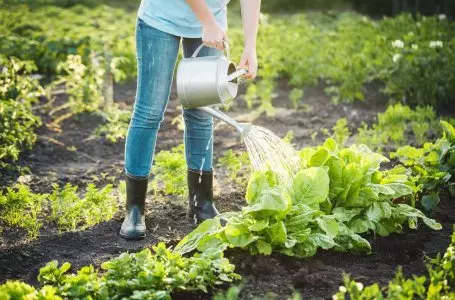 30 fall som behöver göras i juli i trädgården, trädgård och blomma säng 5735_24