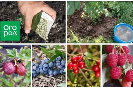 30 mga kaso na kailangang gawin sa Hulyo sa hardin, hardin at bulaklak na kama 5735_3