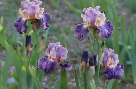 30 fall som behöver göras i juli i trädgården, trädgård och blomma säng 5735_44