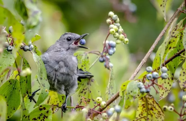 পাখি খাওয়া berries.