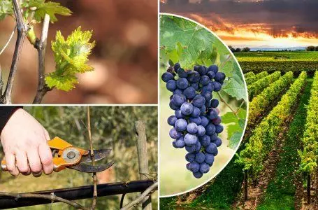 Spoty pojawiły się na liściach winogron - co robić i co traktować krzaki 573_7