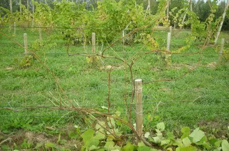 Spoty pojawiły się na liściach winogron - co robić i co traktować krzaki 573_9
