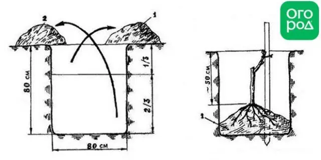 Esquema d'aterratge de raïm