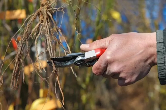 Pruning anggur sadurunge kebangkrutan